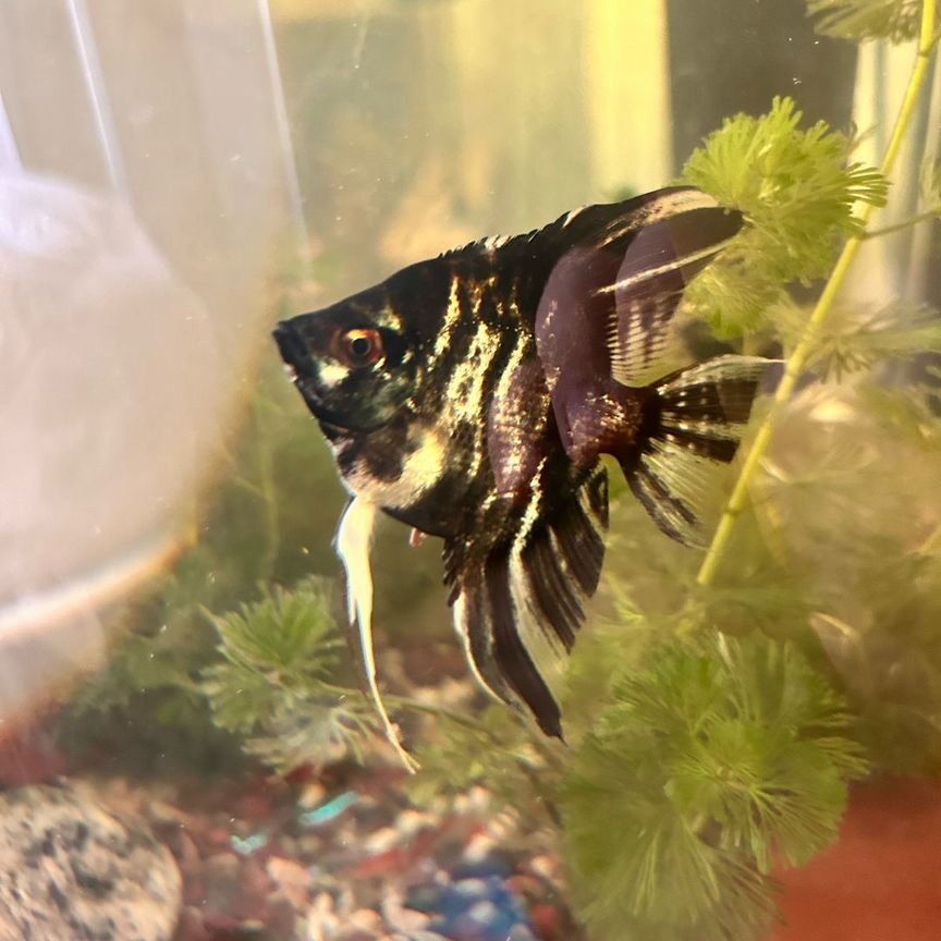 Отдам 2 скалярий