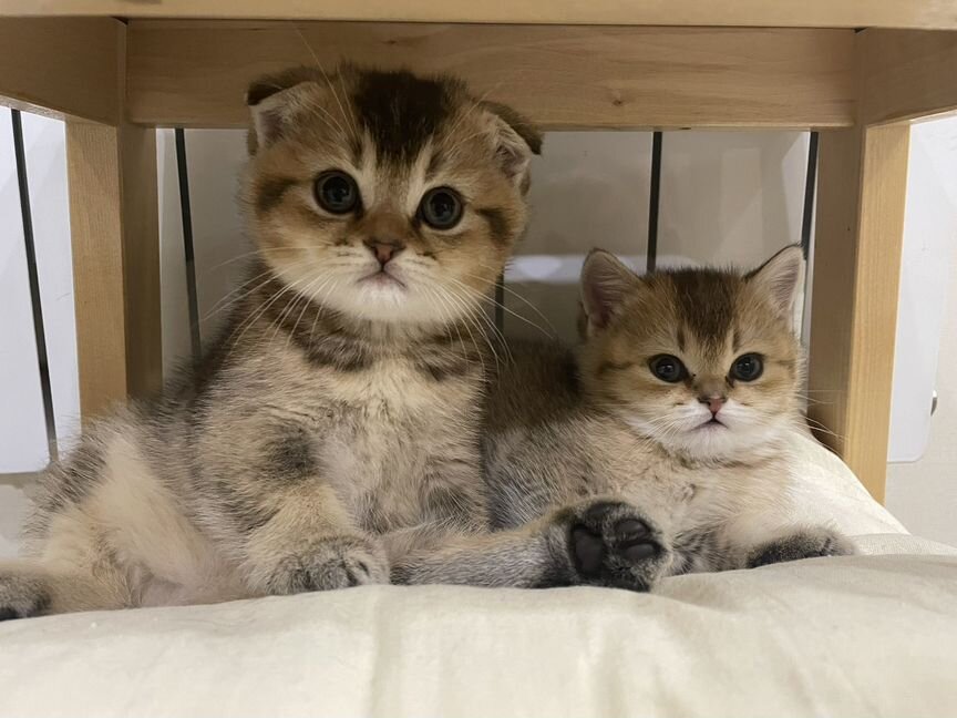 Шотландские золотые шиншиллы котята