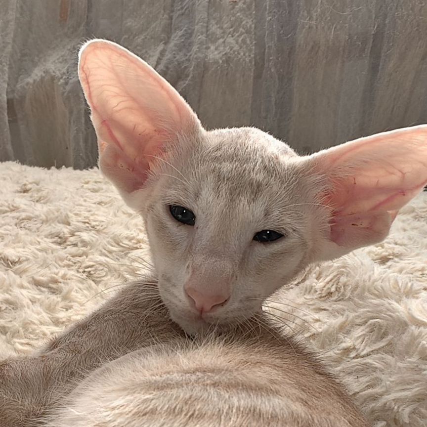 Ориентальный котёнок