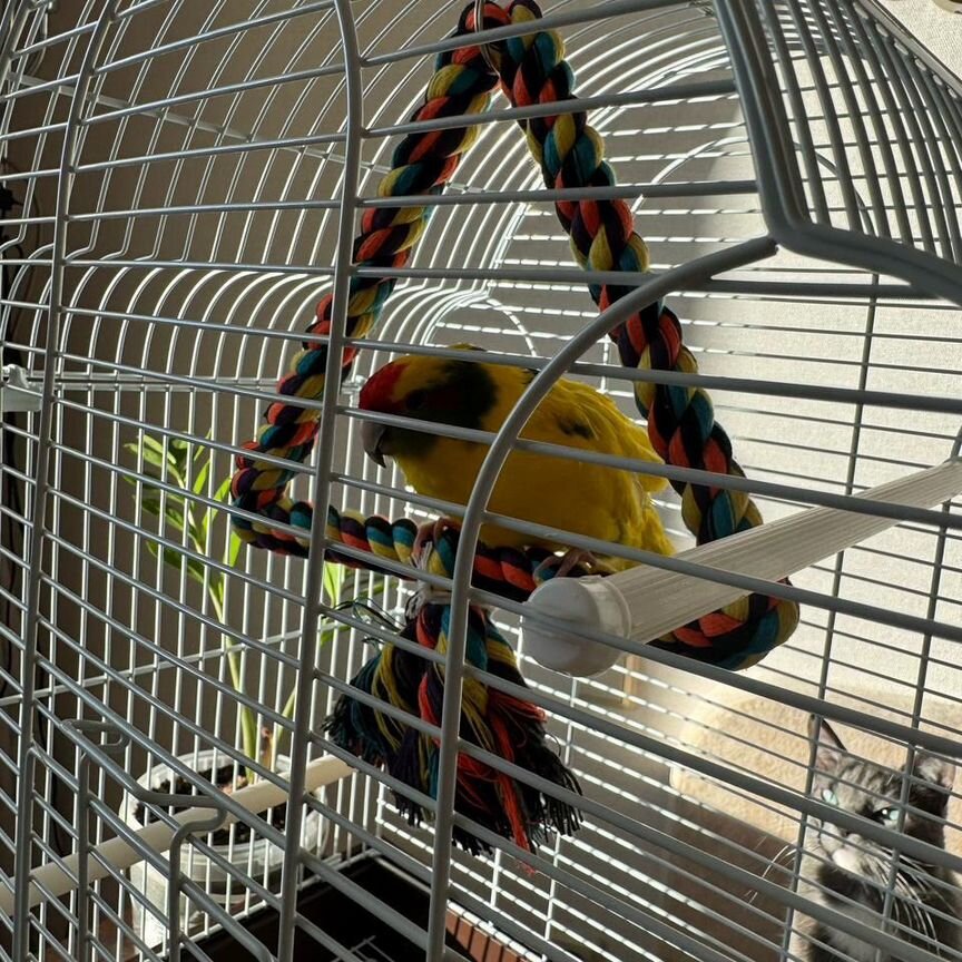 Попугай какарик мальчик