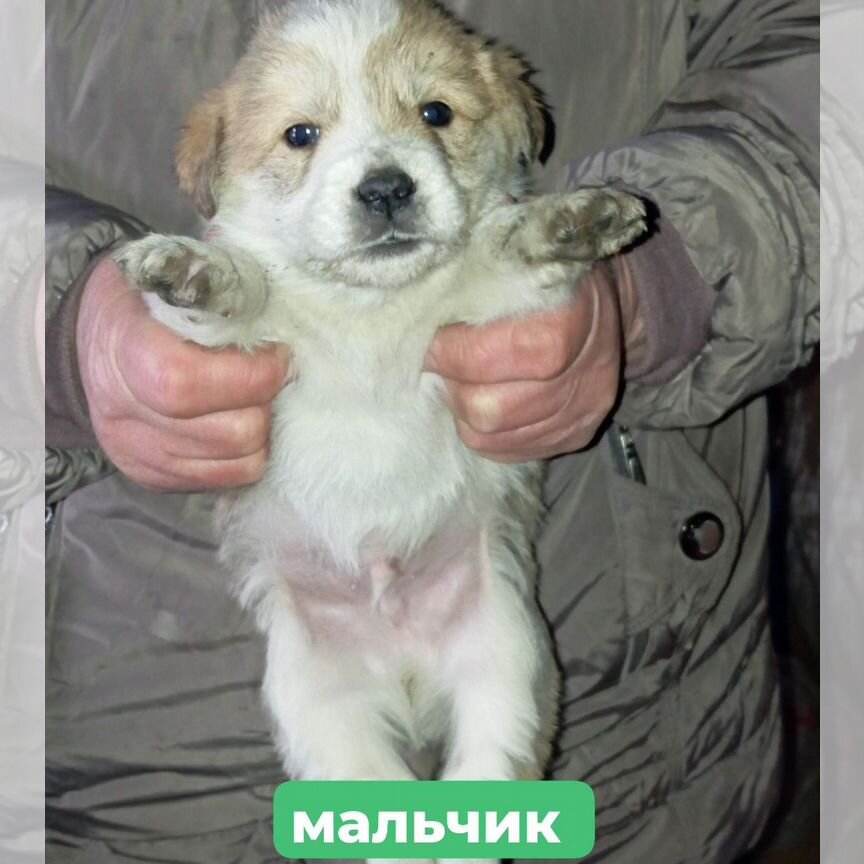 Щенок в добрые руки