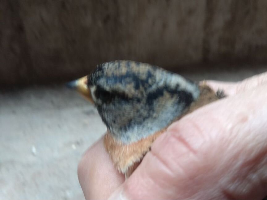 Шегол чиж вьюрок зеленушка