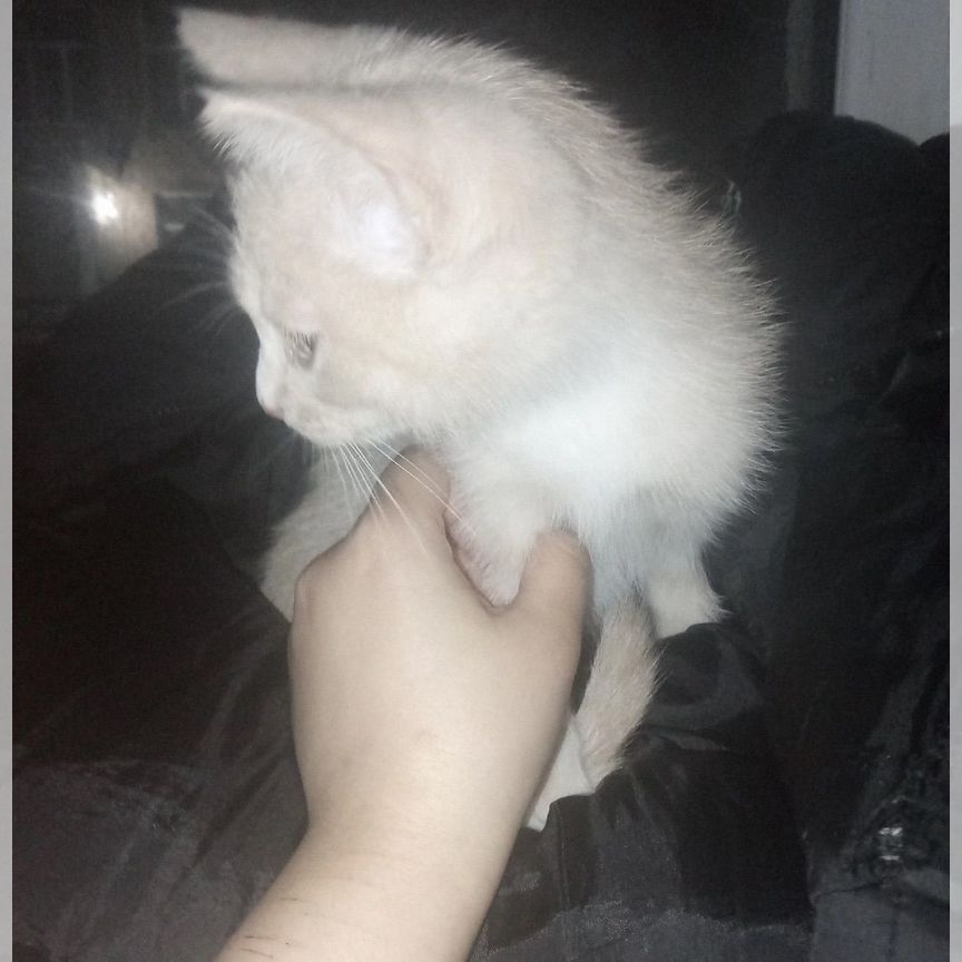 Котенок 1 месяц в добрые руки