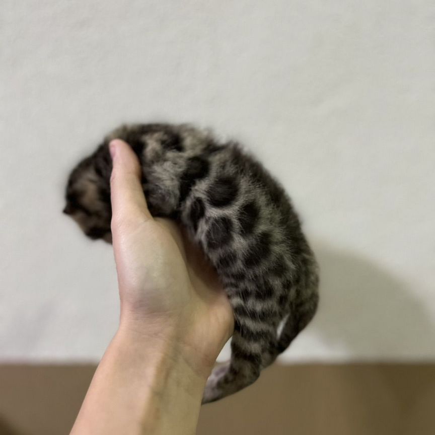 Бенгальские котята