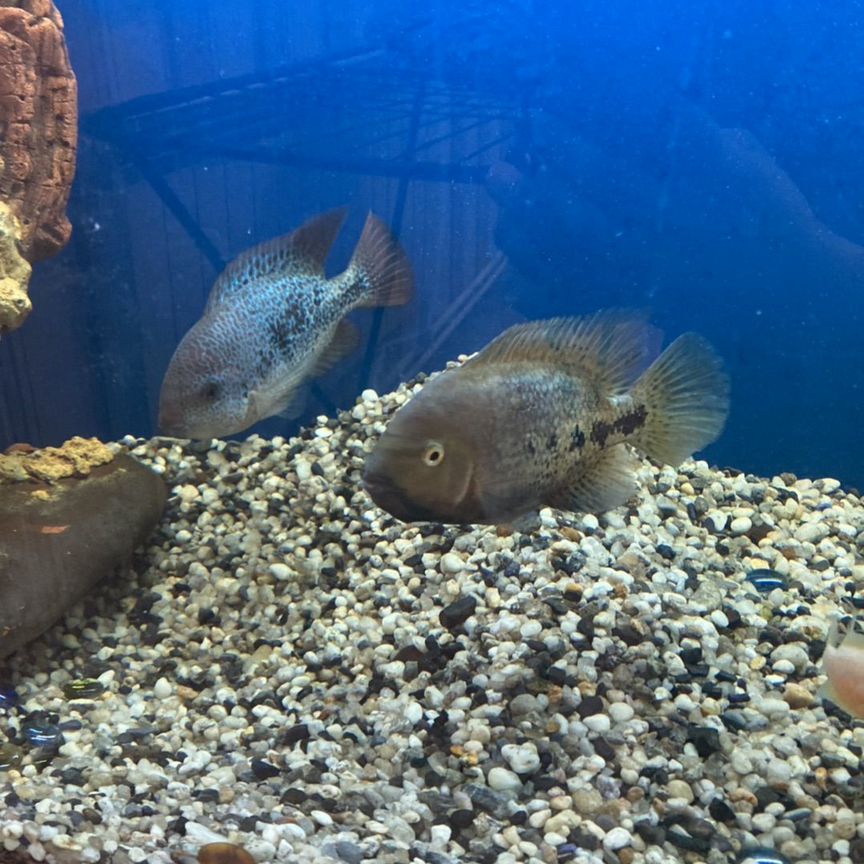 Цихлазома вьеха