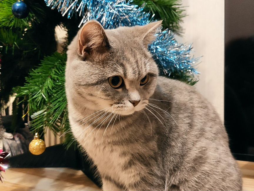 Отдаем шотландскую кошку