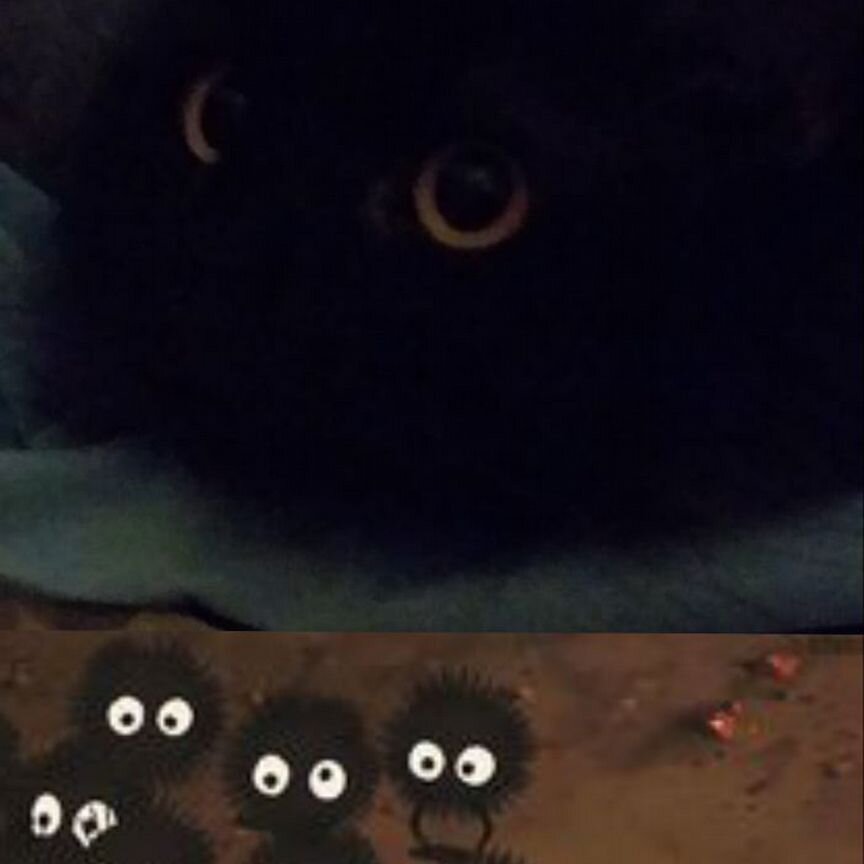 Кот Феня