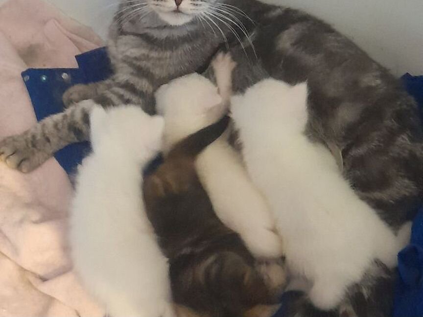 Котята майкун