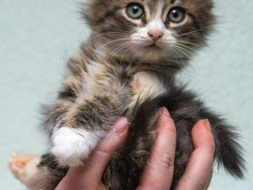 Очаровательные котята в дар