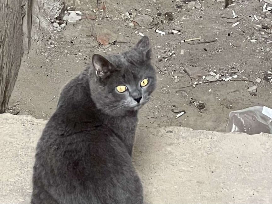 SOS благородные домашние коты на улице