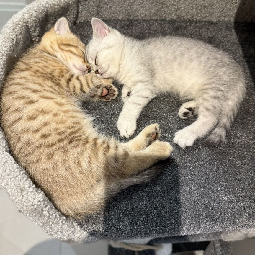 Шотландские котята