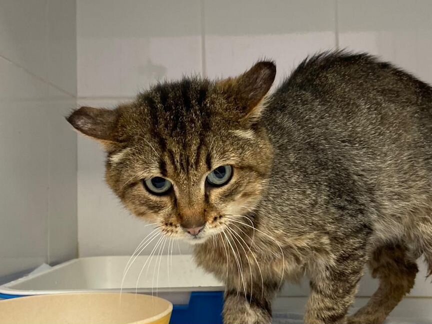 Последняя надежда найти дом