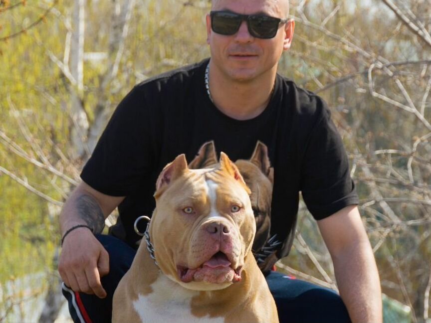 Американский булли стандарт(настоящий)