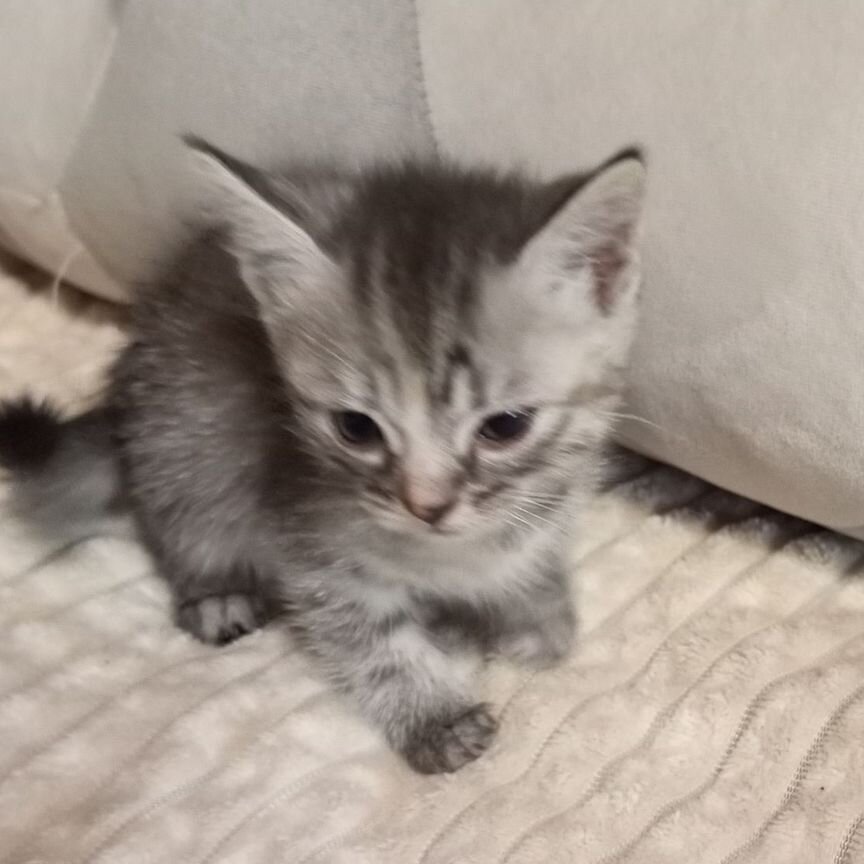 Котёнок в добрые руки