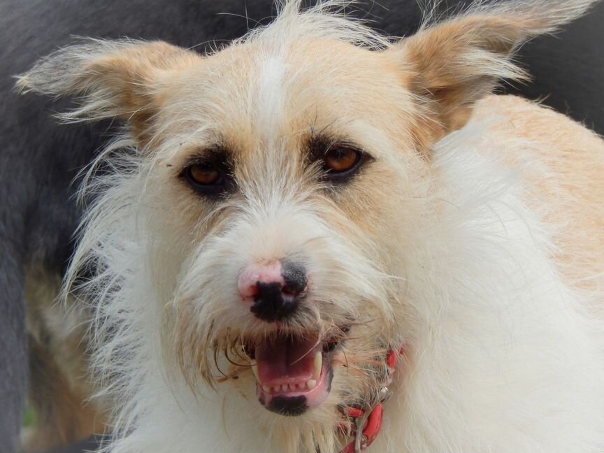 Милашка Мила ищет дом