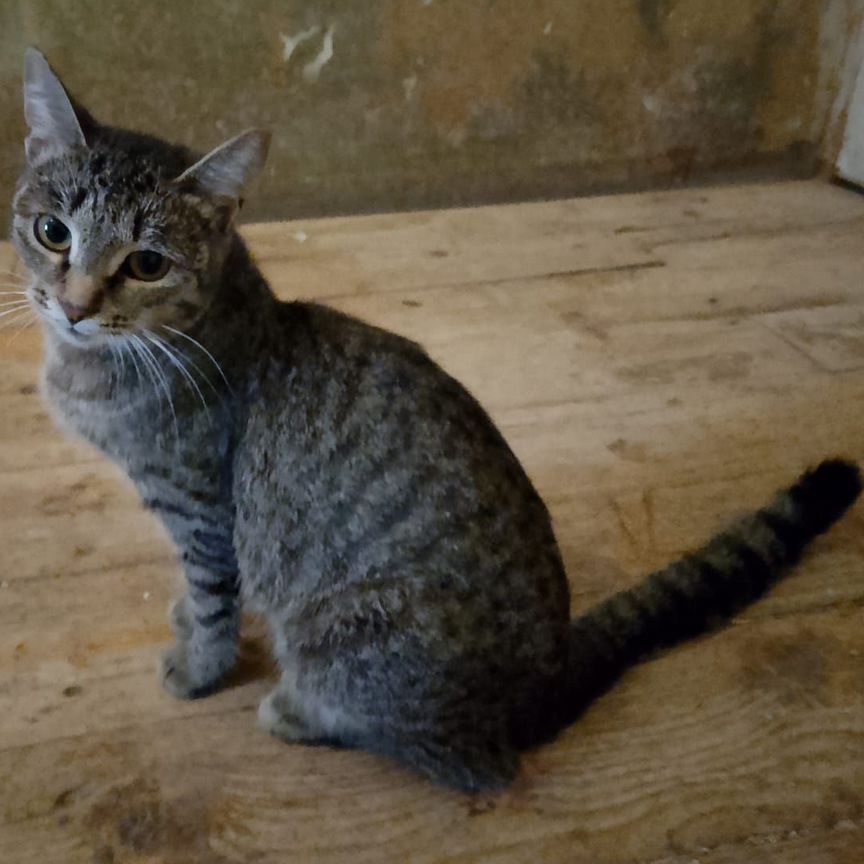 Взрослый кот в добрые руки