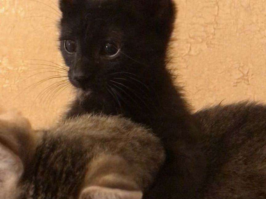 Котик в добрые руки