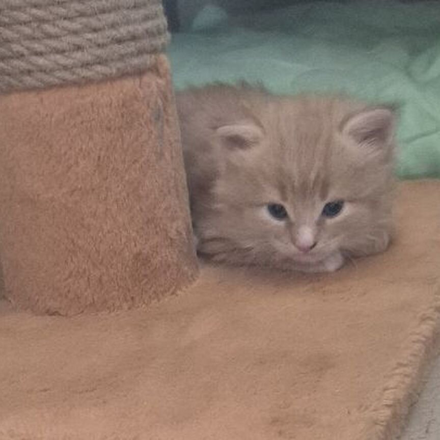 Котята