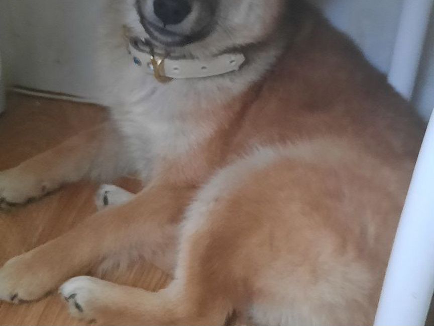 Щенок,сучка сиба ину