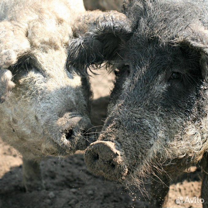 Продаю рабочего хряка породы венгерская мангалица