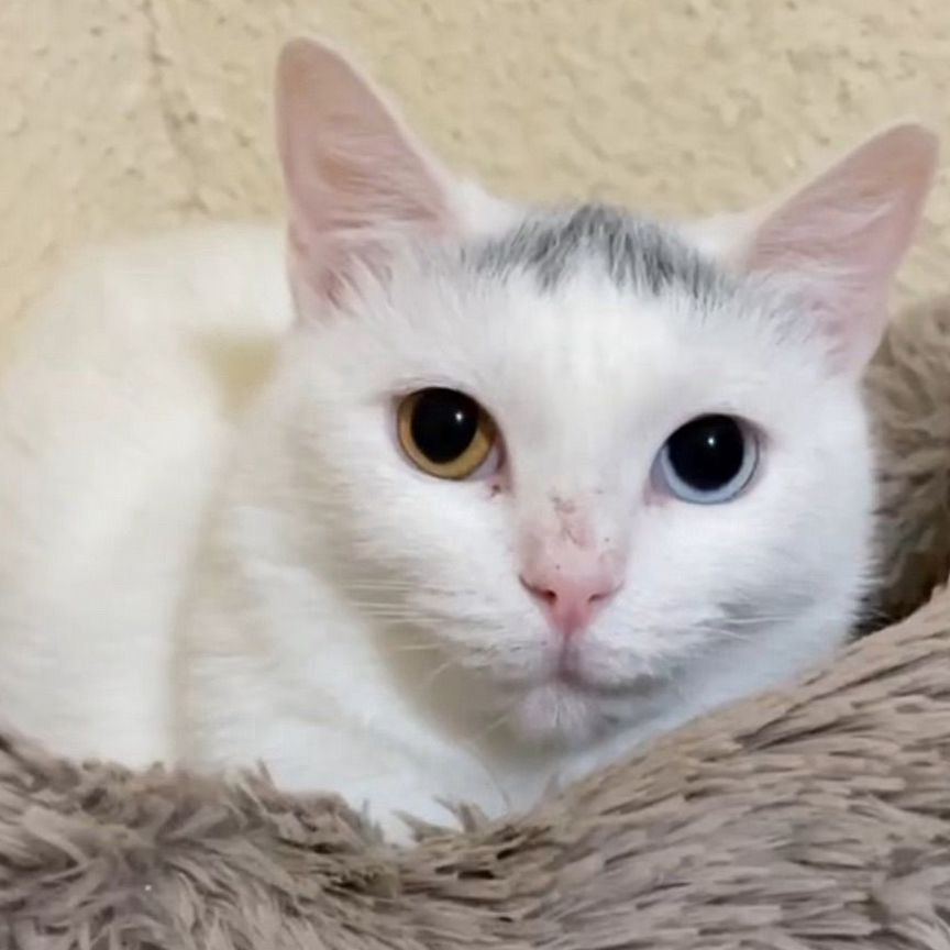 Взрослая кошка в добрые руки