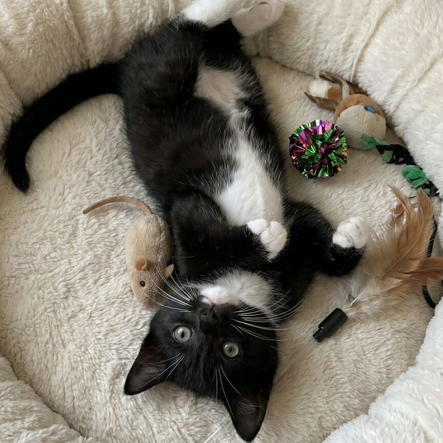 Котёнок в добрые руки