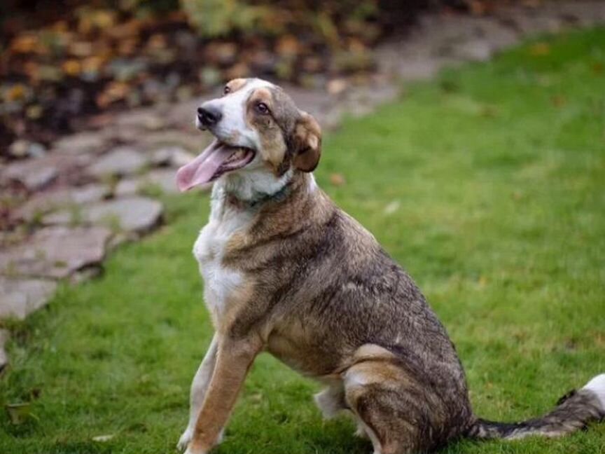 Арчибальд (Арчи) ищет дом