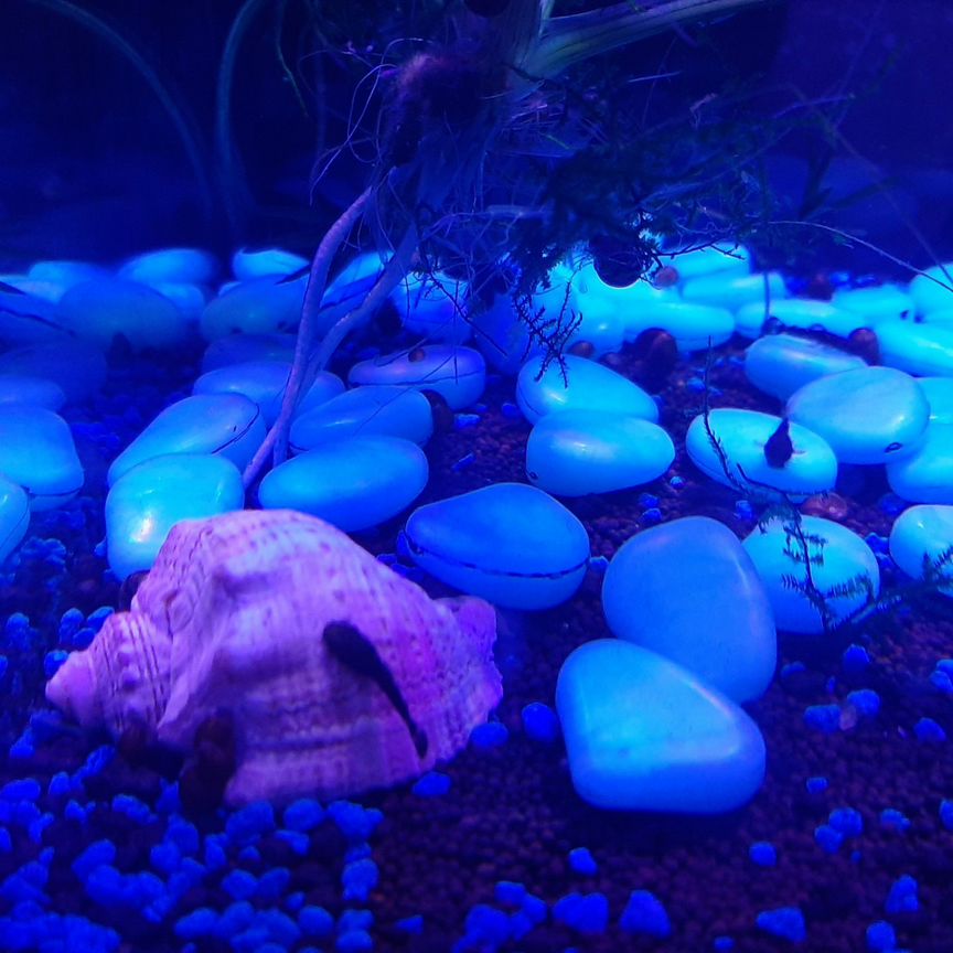 Мальки сомиков Анцитрус