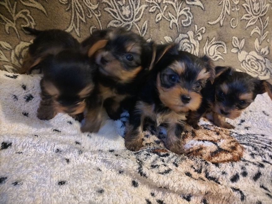 Йоркширский терьер