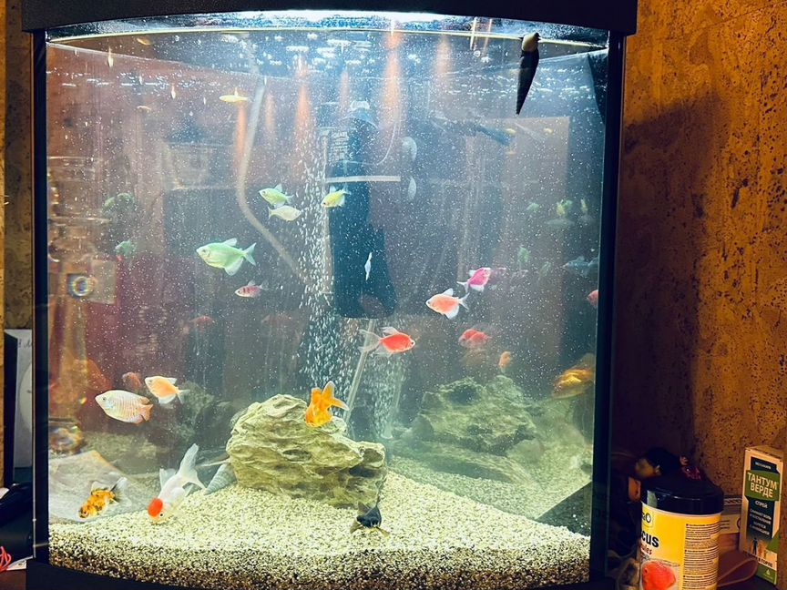 Аквариум 40 л. с оснащением