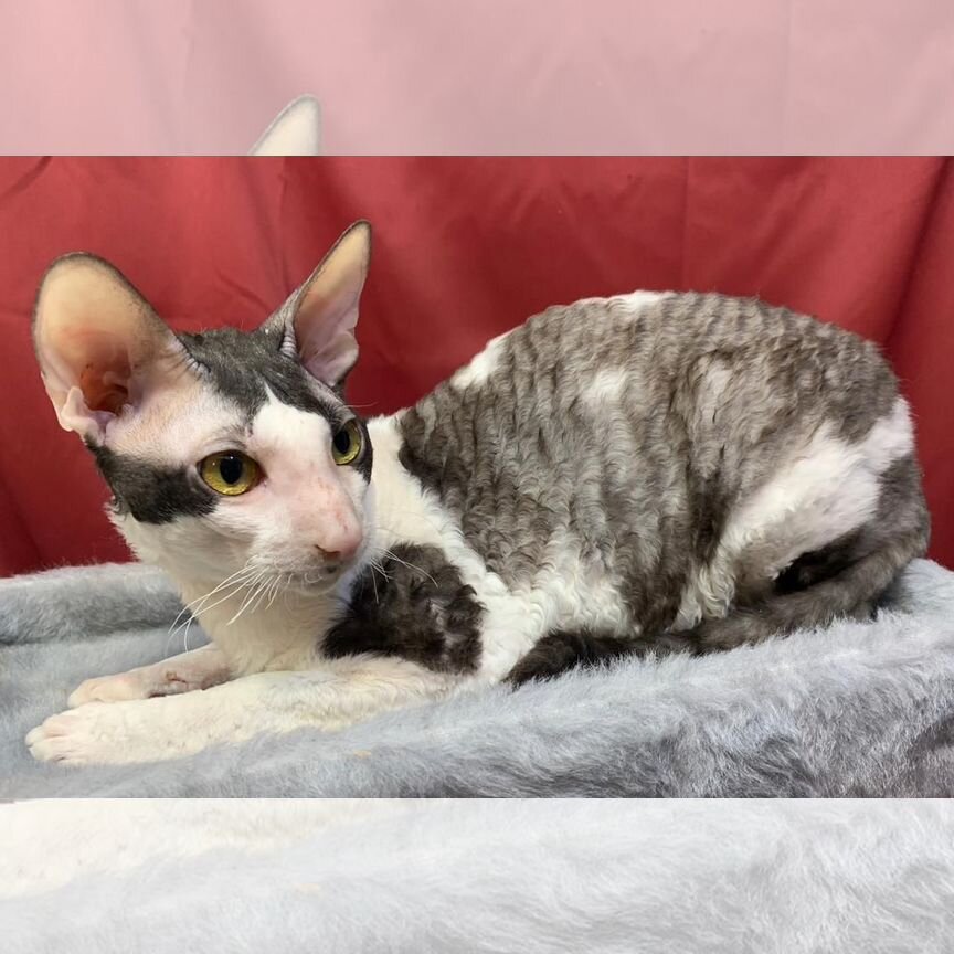 Молодой котик корниш чистокровный
