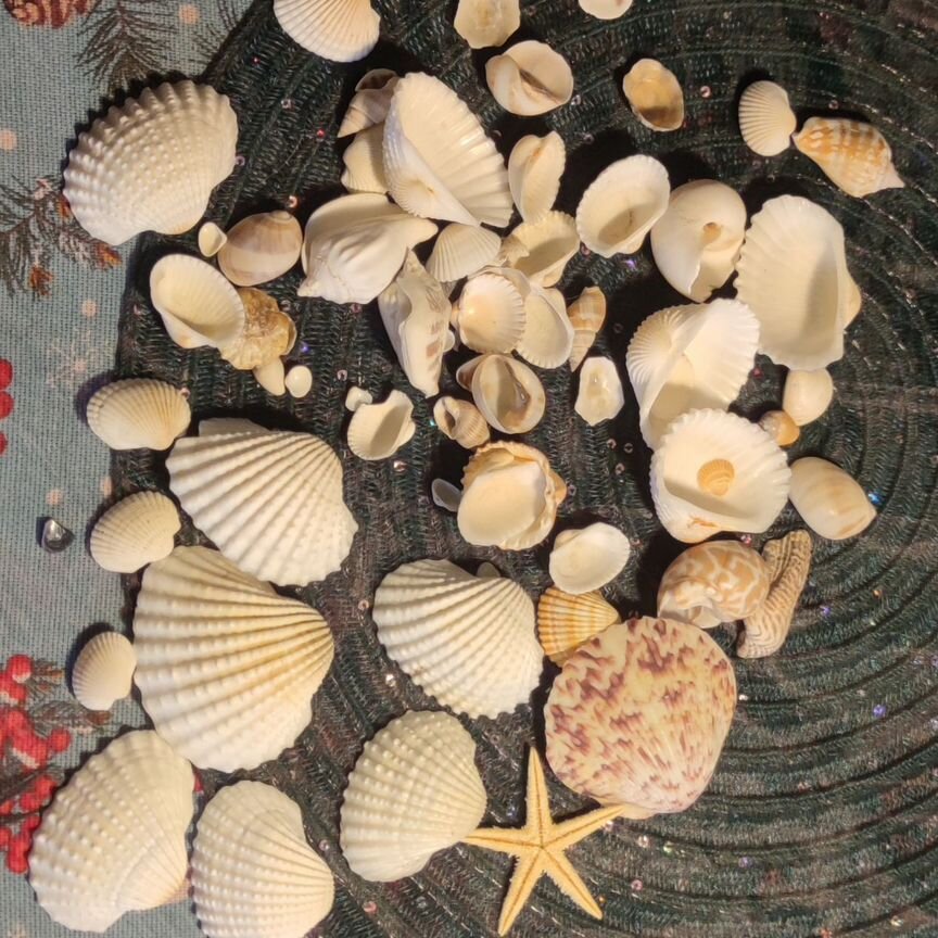 Морские ракушки раковины