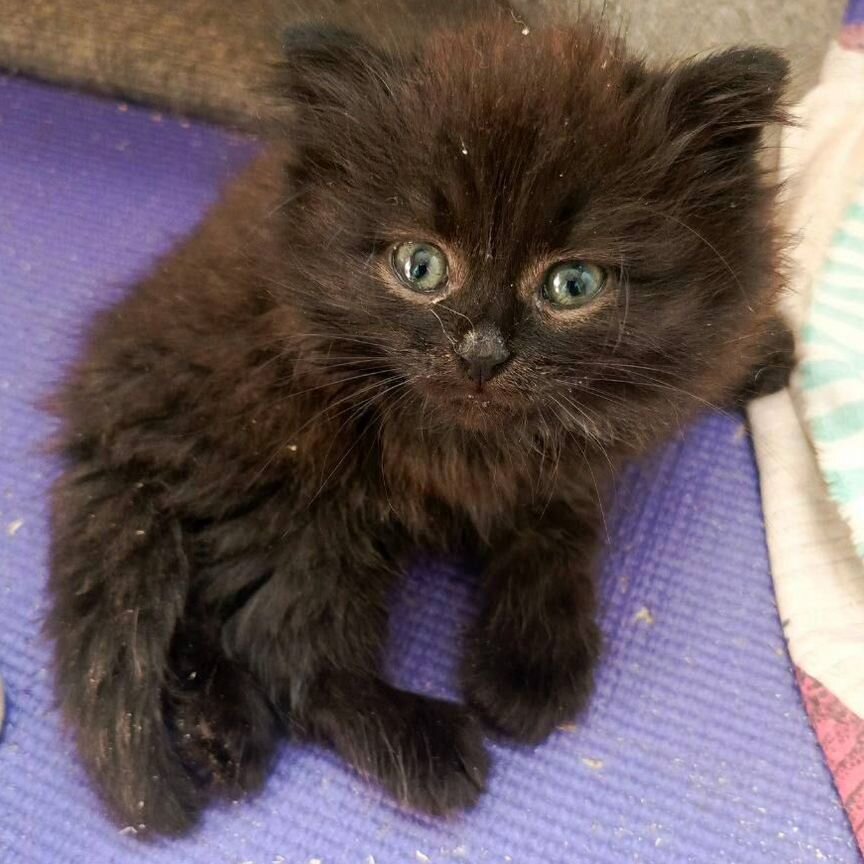 Котят и кошку подкинули к подъезду