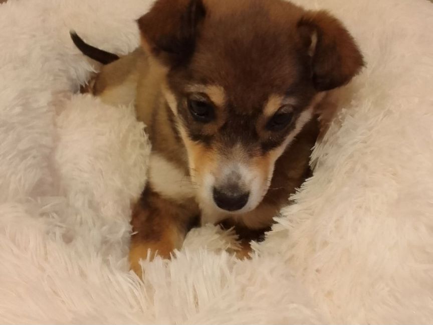 Собачонка - девчонка