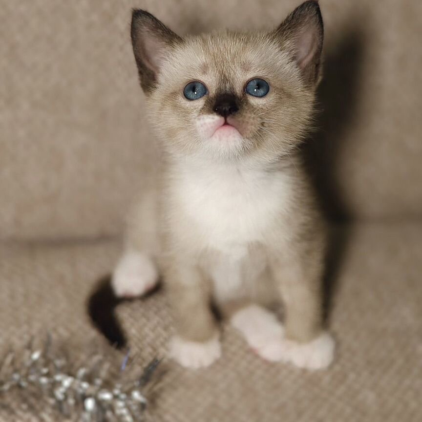 Сноу-Шу котёнок