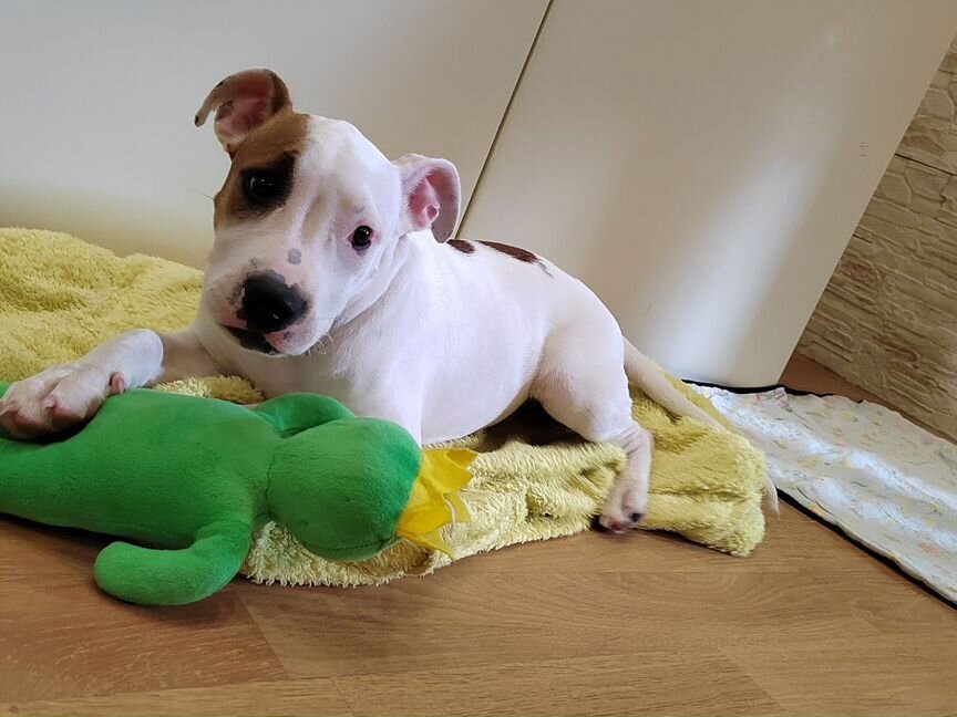 Стаффордширский терьер в добрые руки