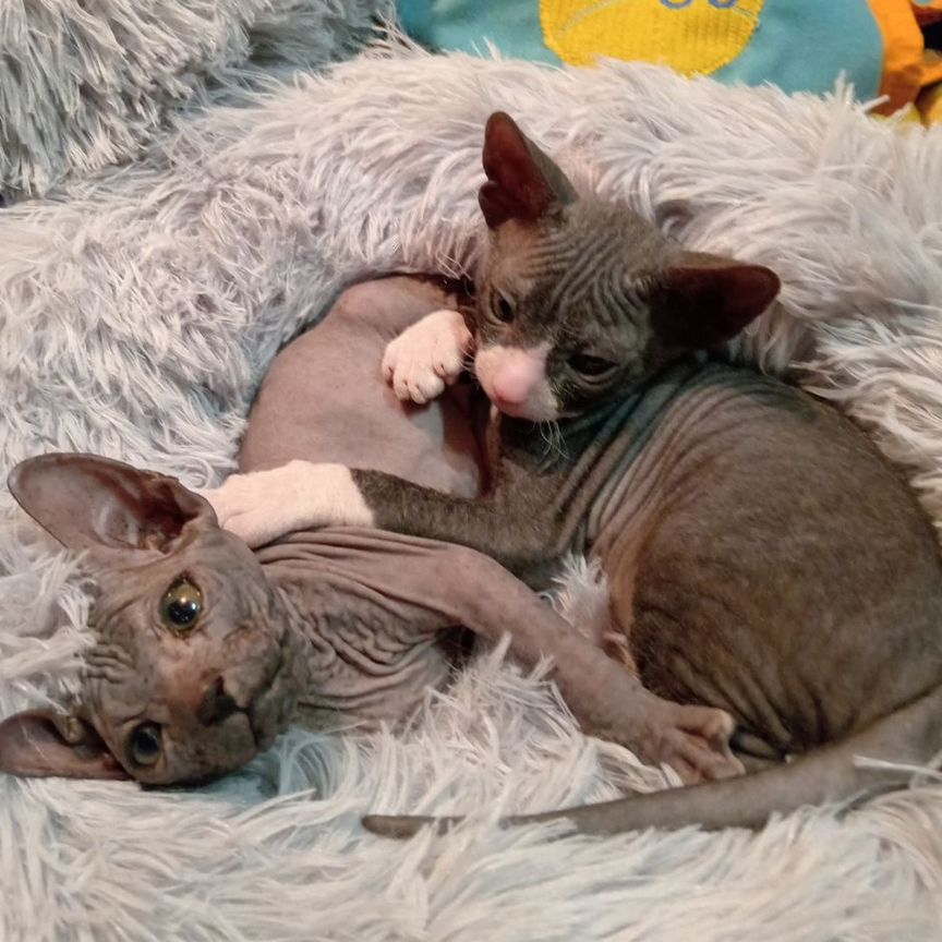 Донской сфинкс котёнок