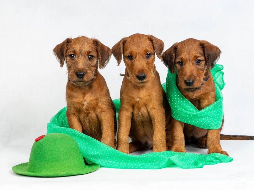 Ирландские терьеры, будни и праздники