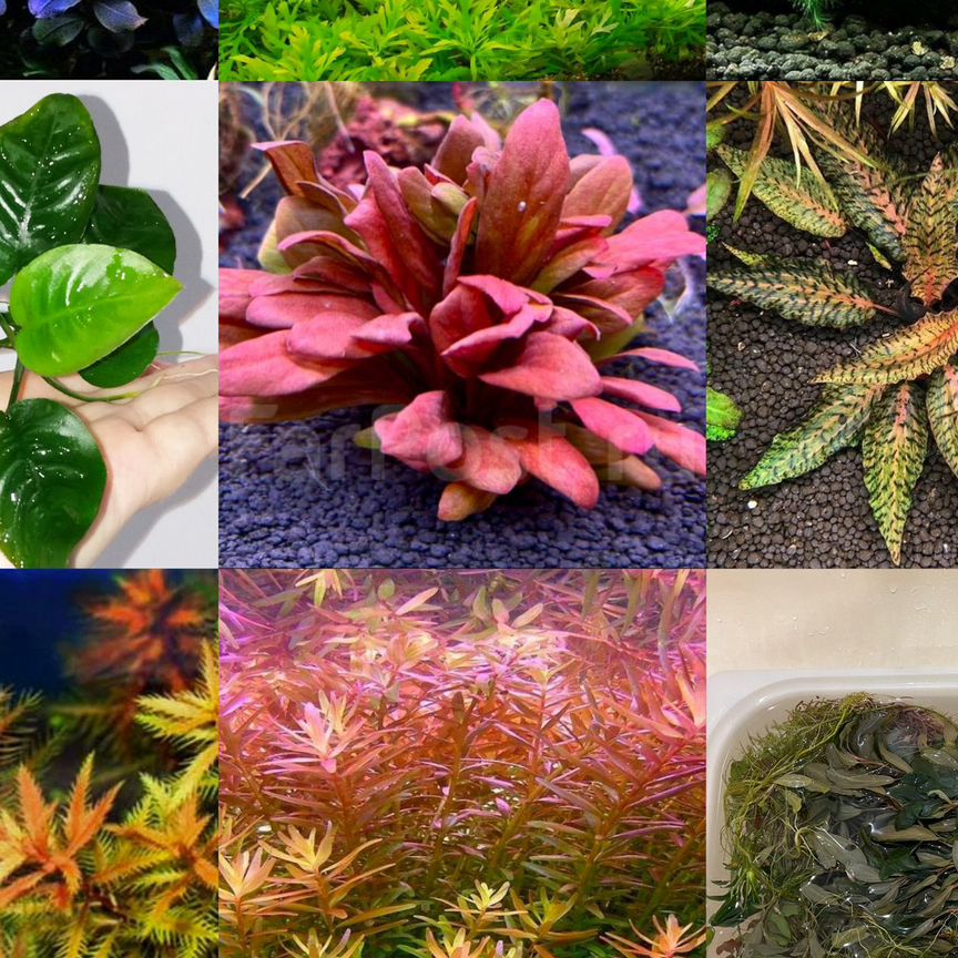 Аквариумные растения,много, излишки