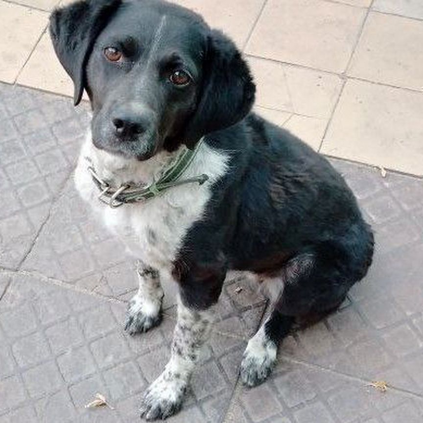 Курцхаар, взрослая собака