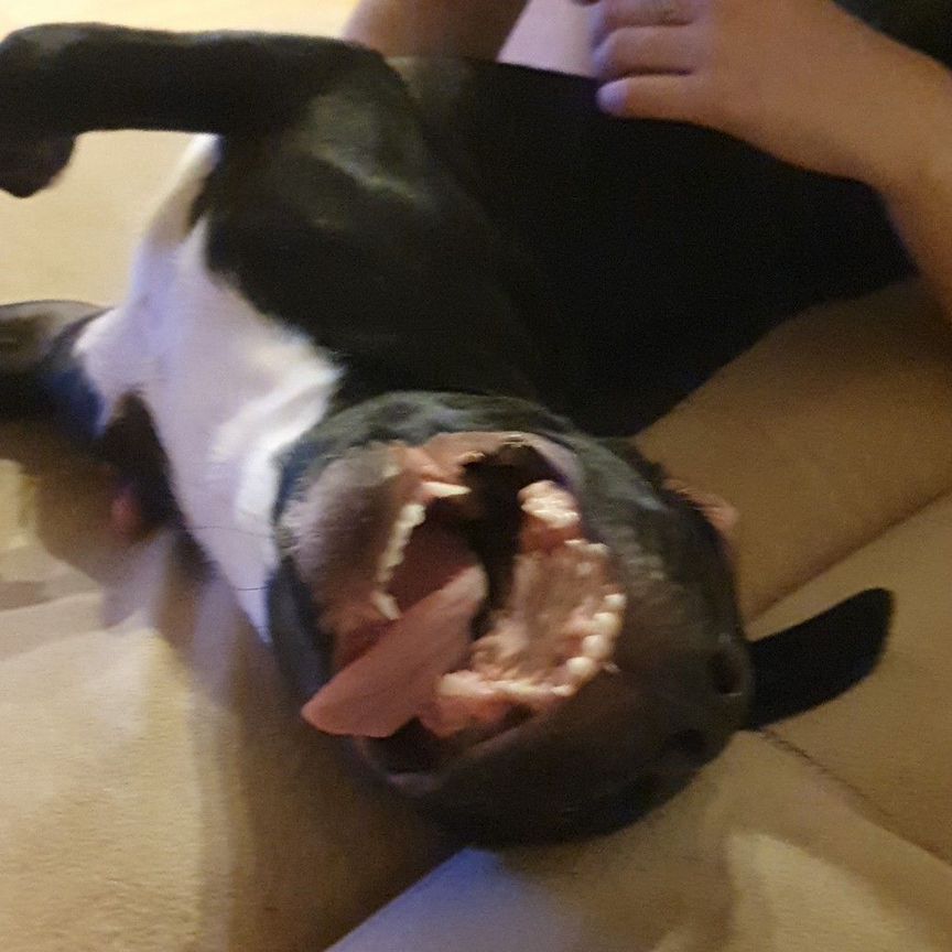 Щенок стаффа