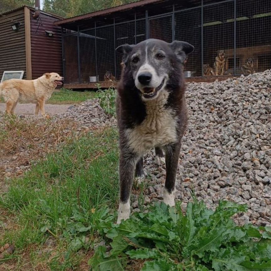 Собака в добрые руки