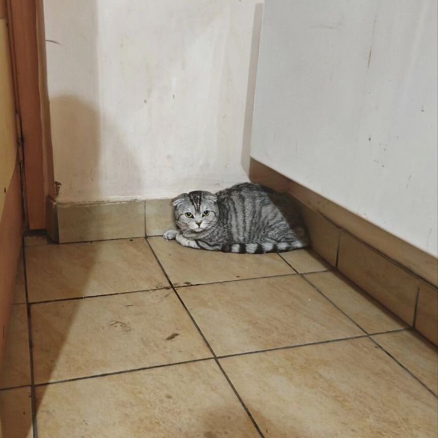 Котейки в Добрые руки