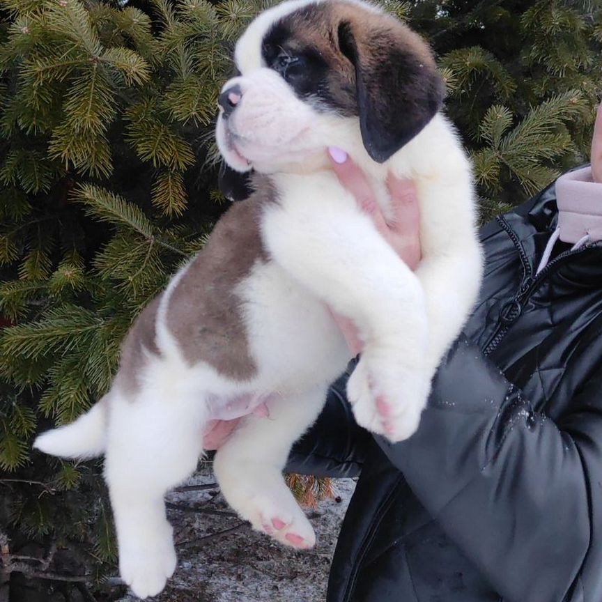 Щенки сенбернара