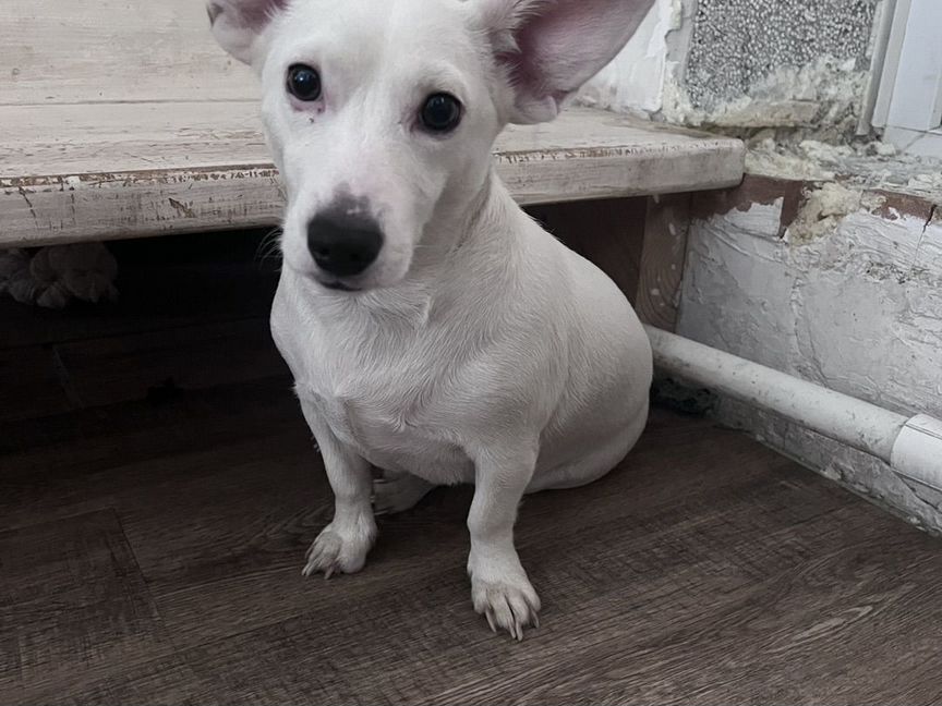 Собака в добрые руки