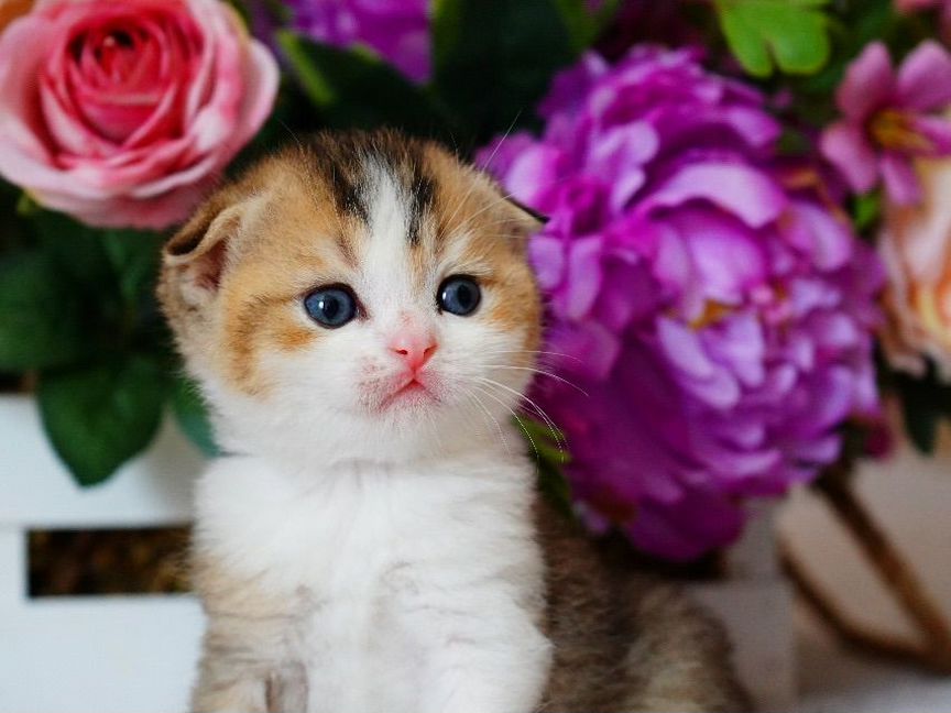 Шотландские котята