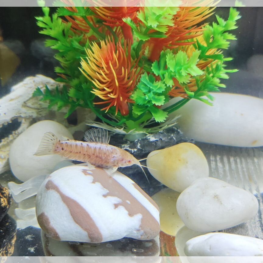 Аквариум с рыбками