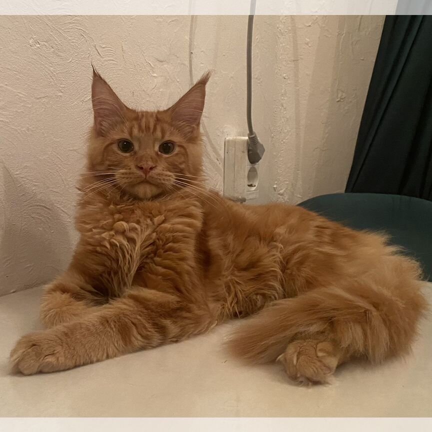 Котята мейн-кун
