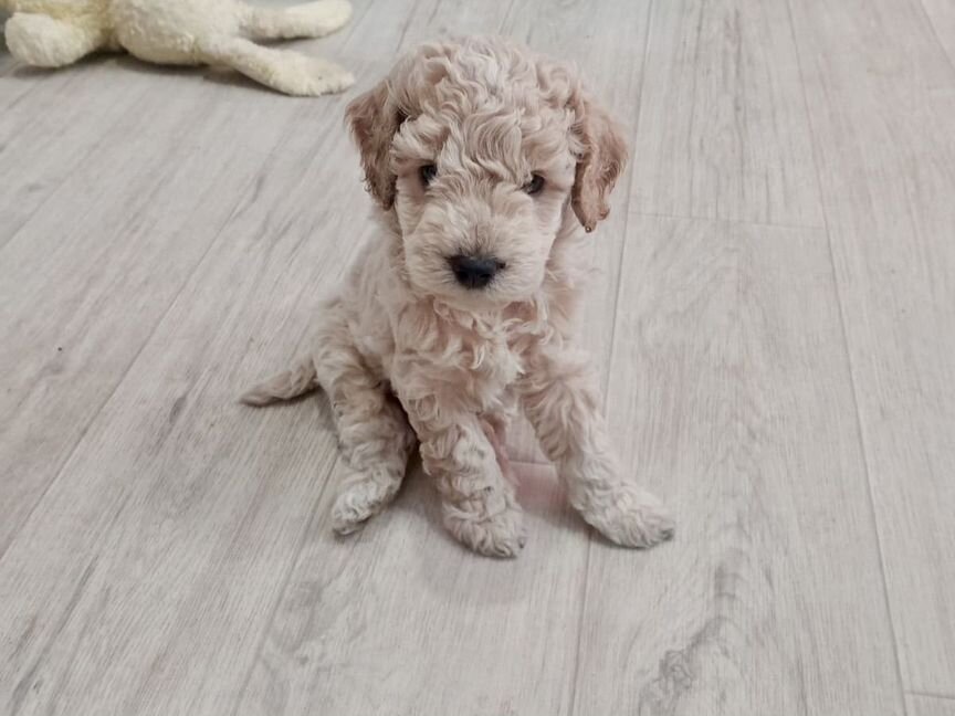 Щенки карликового пуделя