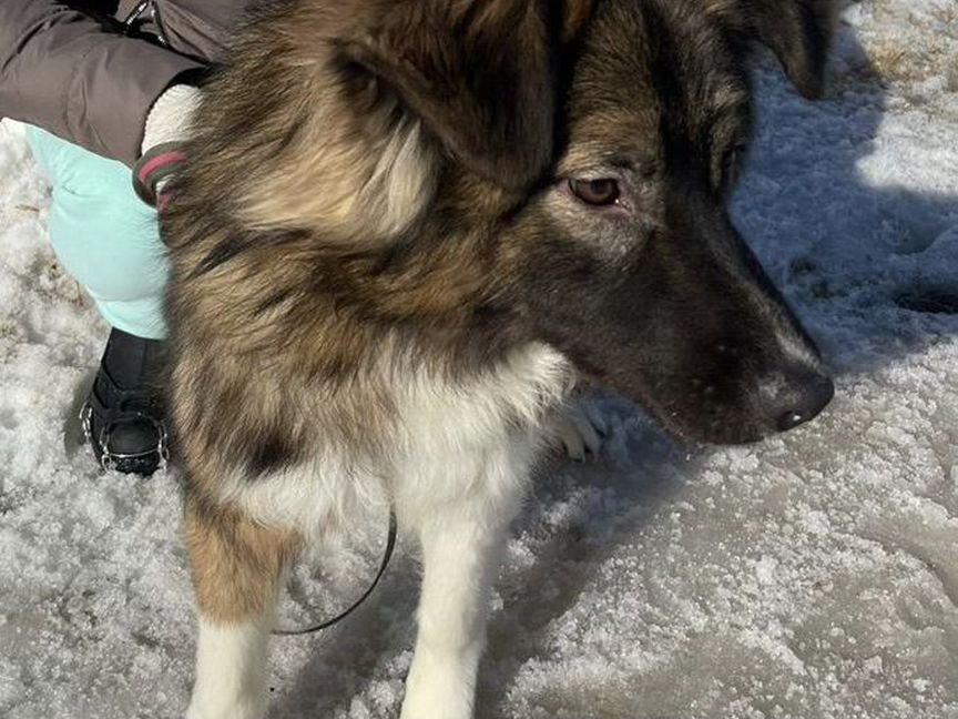 Пушистое счастье ждет хозяина